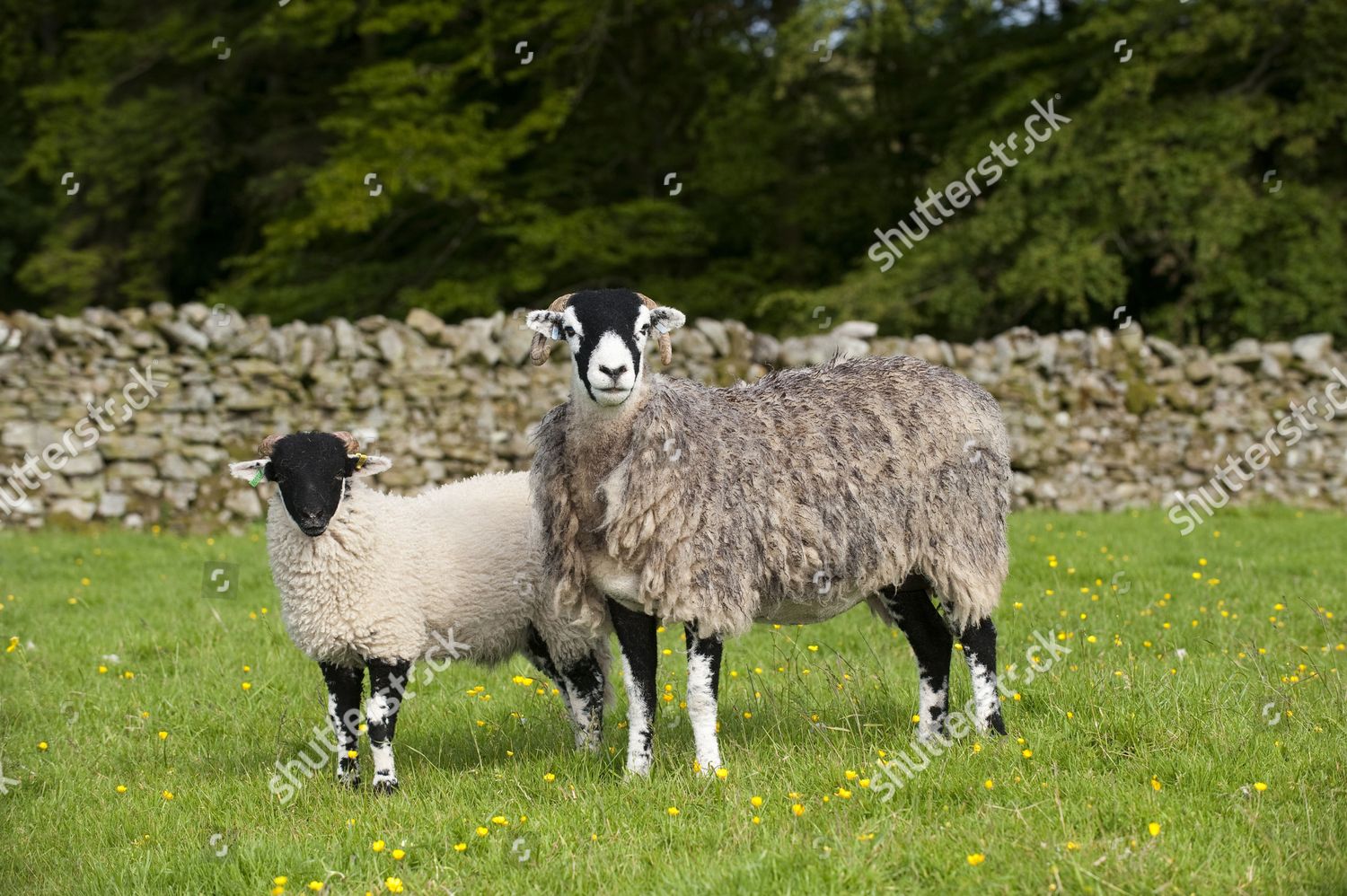 Domestic Sheep Swaledale Ewe Tup Lamb Editorial Stock Photo - Stock ...