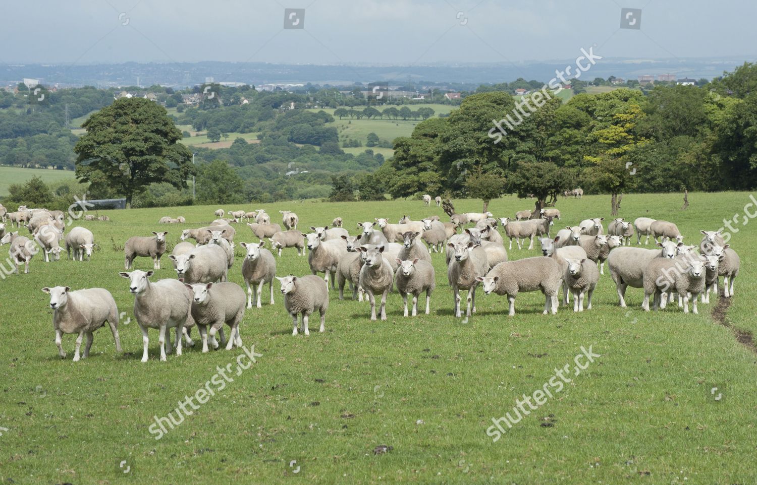 Domestic Sheep Texel X Rouge Ewes Editorial Stock Photo - Stock Image ...