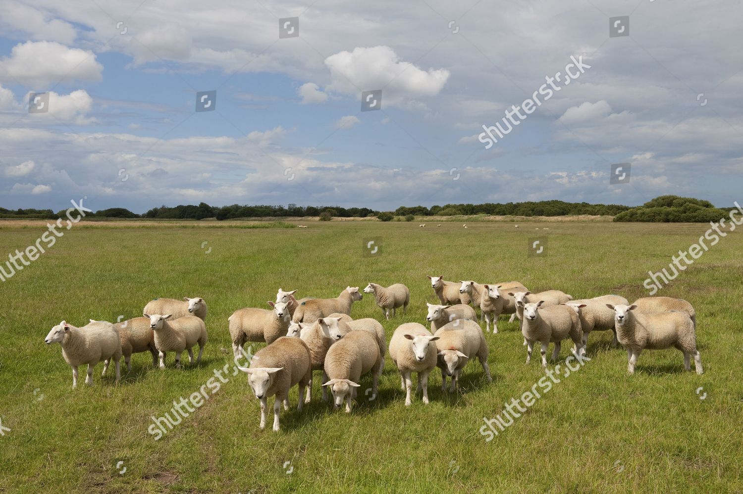 Domestic Sheep Flock Standing Coastal Pasture Editorial Stock Photo ...