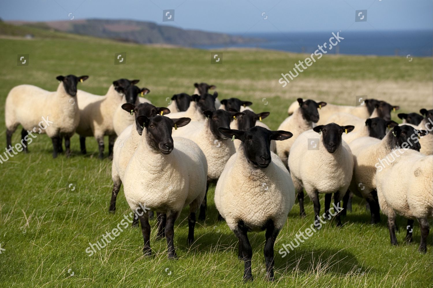Domestic Sheep Suffolk Crossbreed Ewes Flock Editorial Stock Photo ...
