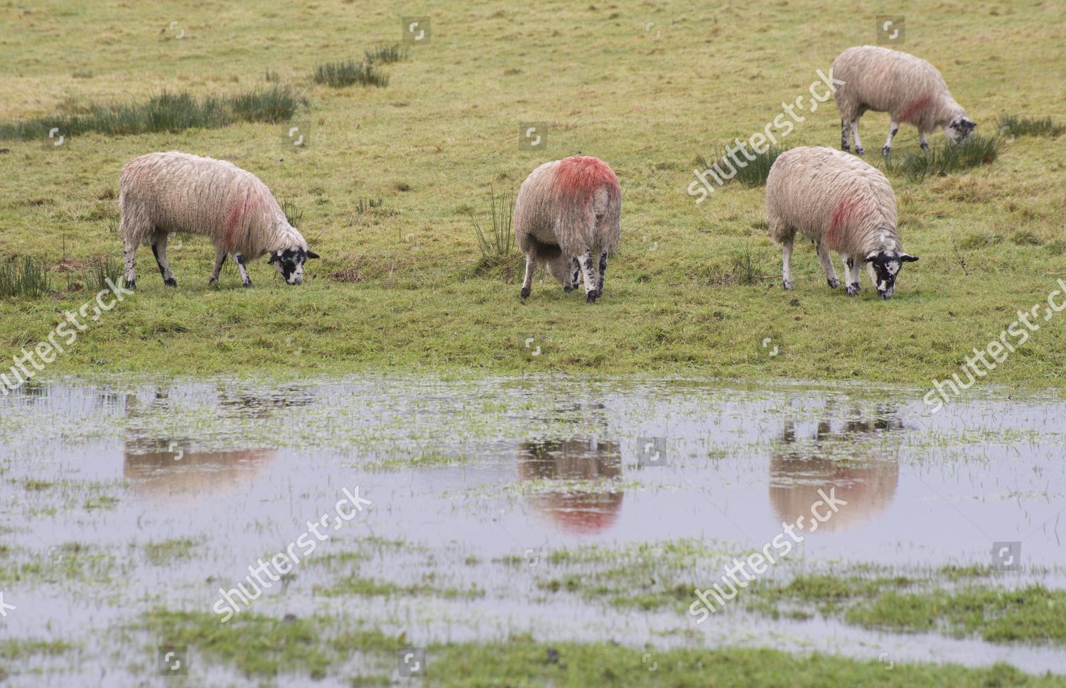 Domestic Sheep Four Mules Grazing On Editorial Stock Photo - Stock ...