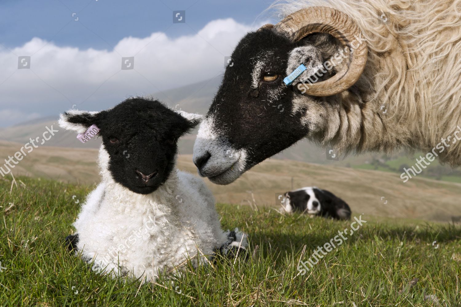 Domestic Sheep Swaledale Ewe Lamb Being Editorial Stock Photo - Stock Image | Shutterstock