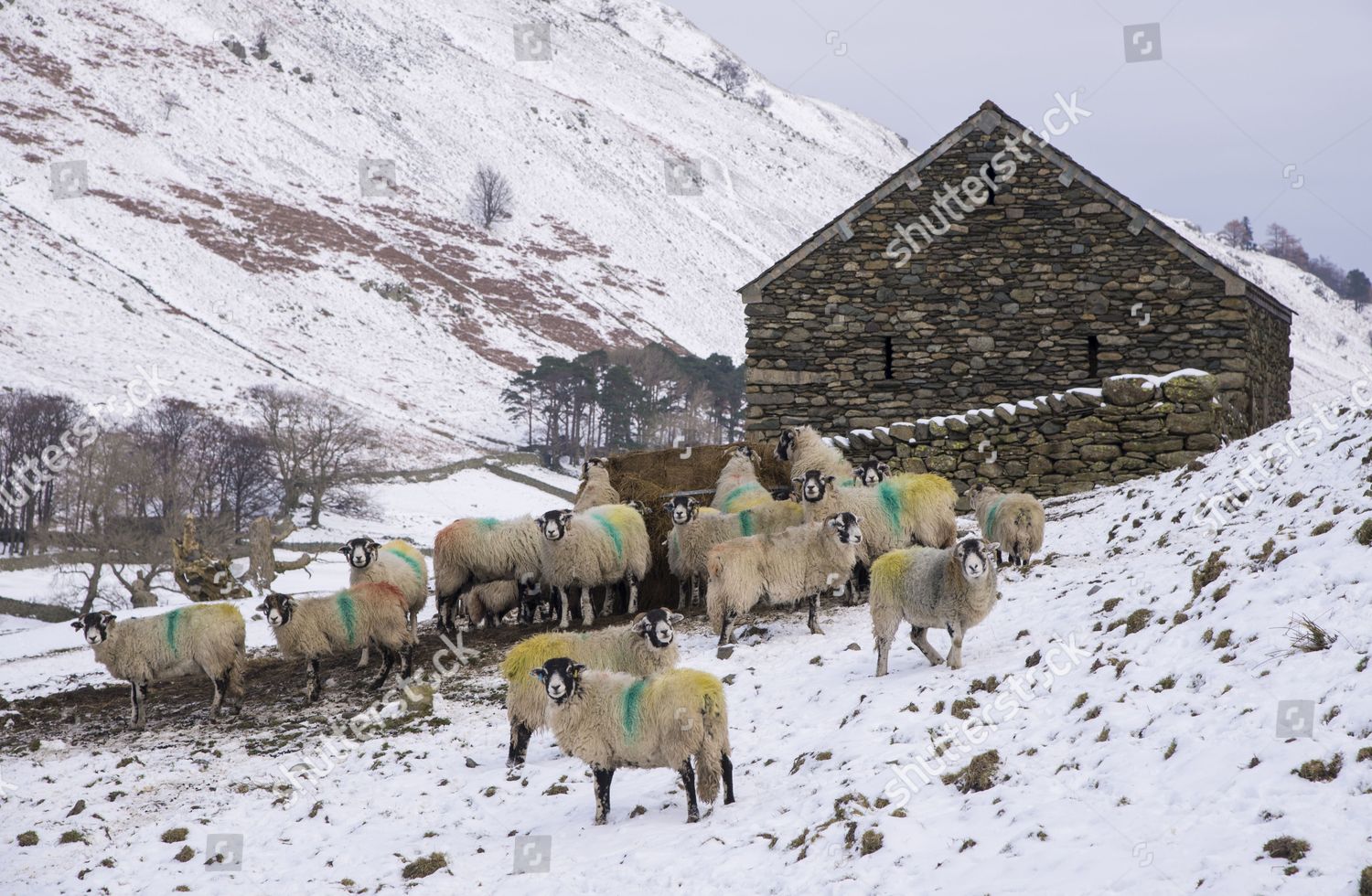Domestic Sheep Swaledale Ewes Flock Feeding Editorial Stock Photo - Stock Image | Shutterstock