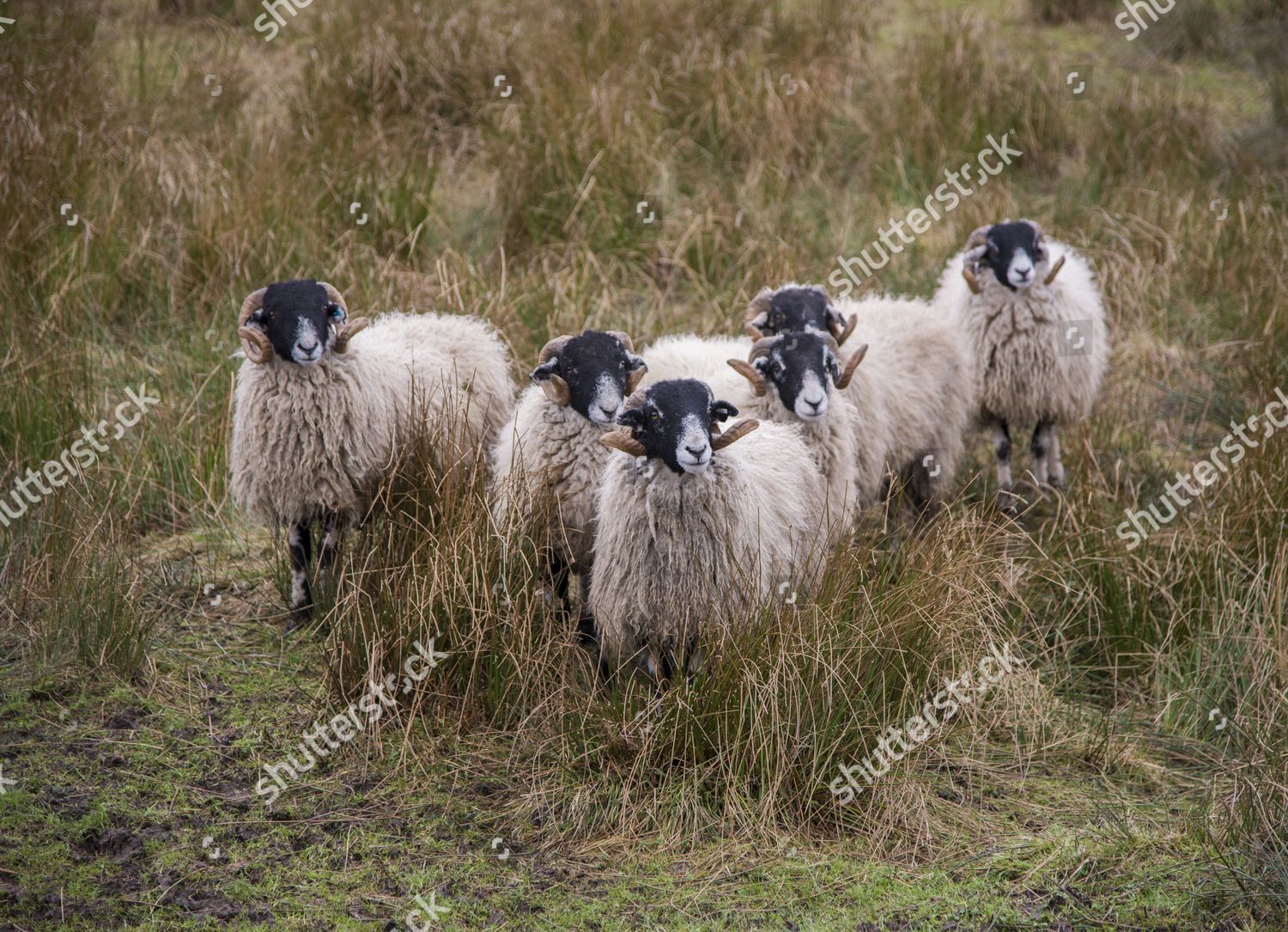 Domestic Sheep Swaledale Tup Hoggs Standing Editorial Stock Photo - Stock Image | Shutterstock