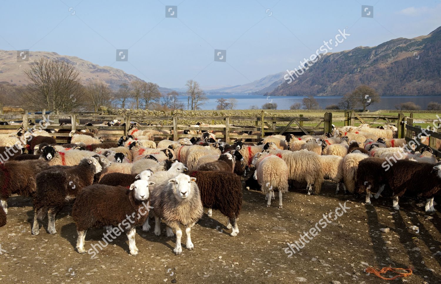 Domestic Sheep Herdwick Swaledale Hill Flock Editorial Stock Photo - Stock Image | Shutterstock