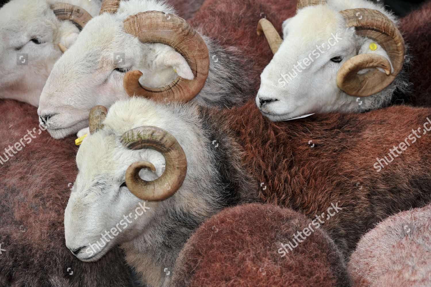 Domestic Sheep Herdwick Rams Flock Annual Editorial Stock Photo - Stock ...