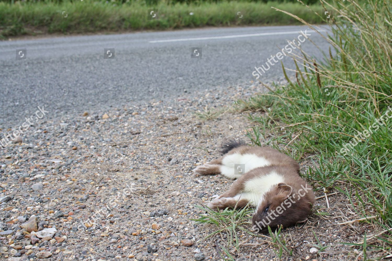 Stoat Mustela Erminea Adult Dead On Editorial Stock Photo - Stock Image ...