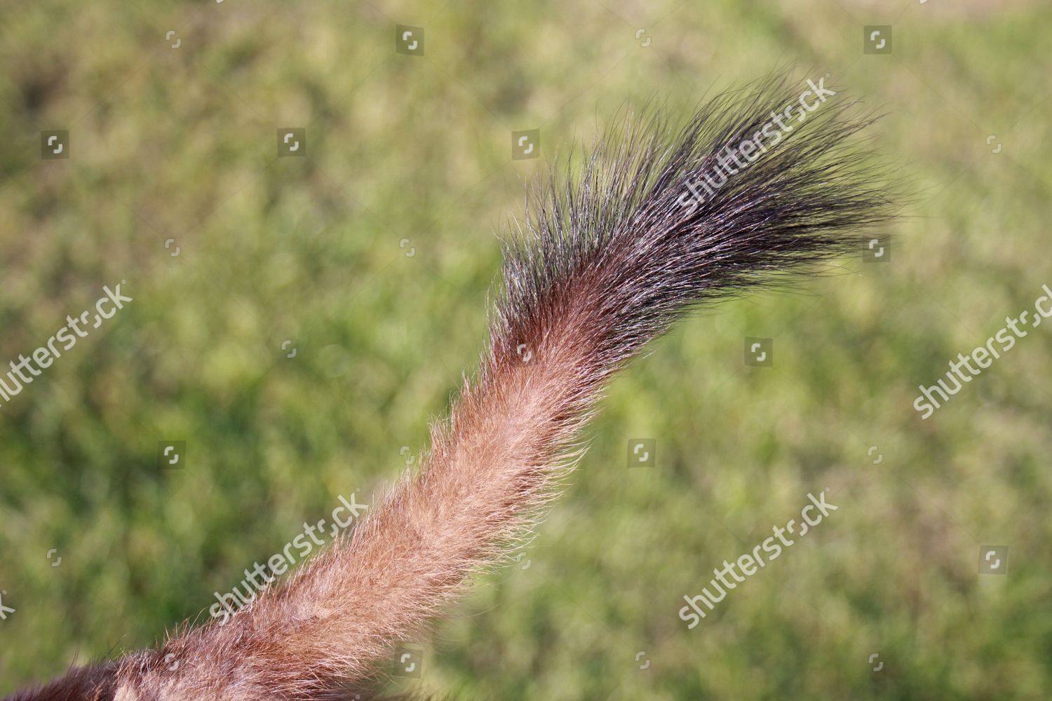 Stoat Mustela Erminea Adult Tail Characteristic Editorial Stock Photo ...