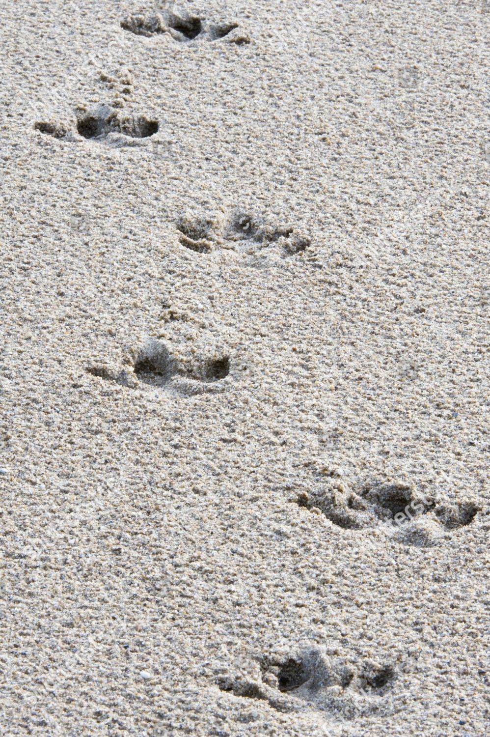 Brazilian Tapir Tapirus Terrestris Footprints Sand Editorial Stock ...