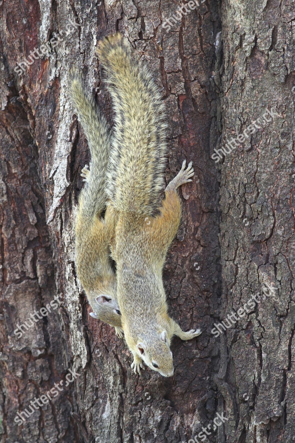 South African Tree Squirrel Paraxerus Cepapi Editorial Stock Photo ...