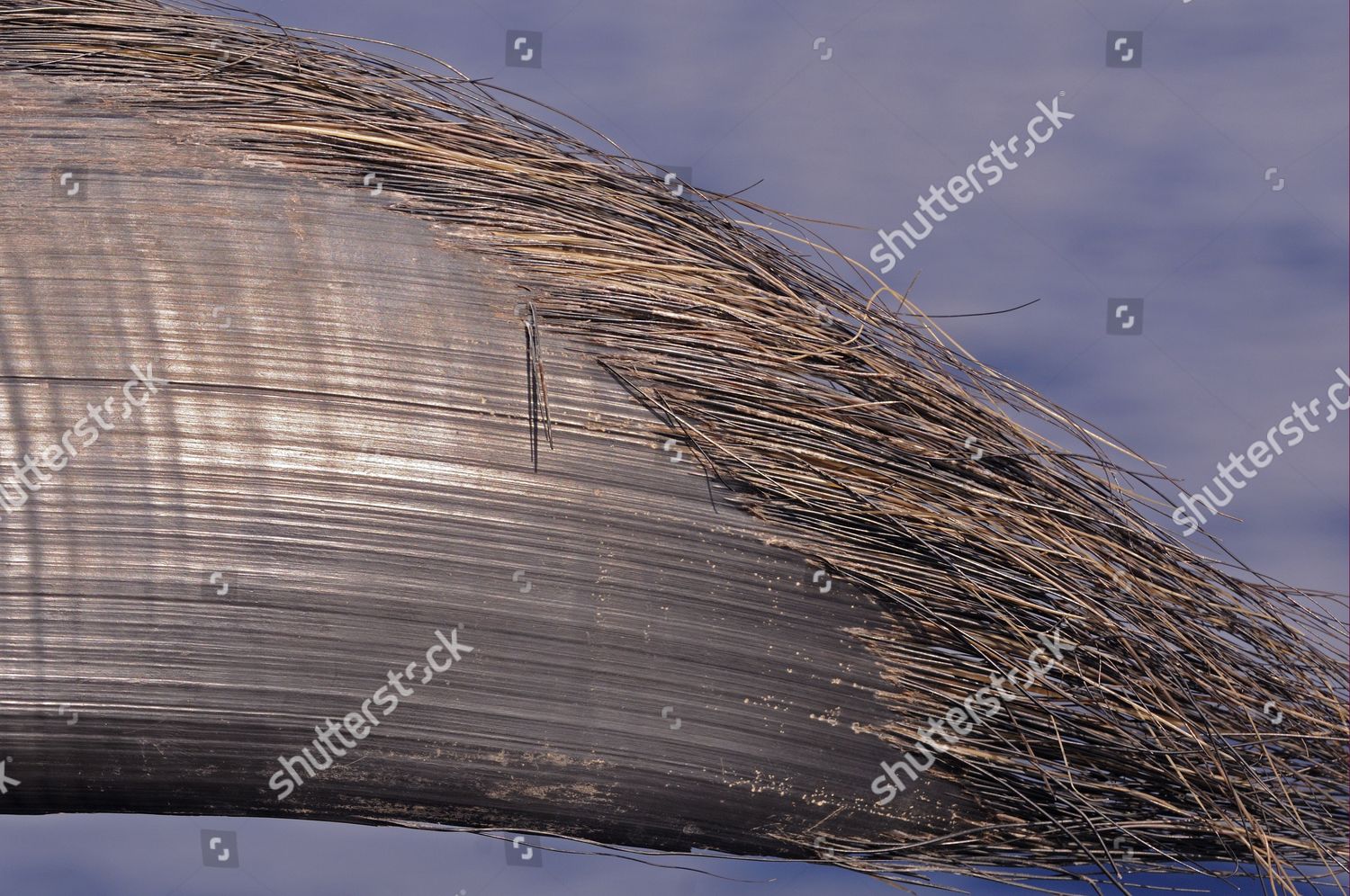 Blue Whale Balaenoptera Musculus Baleen Plate Editorial Stock Photo ...