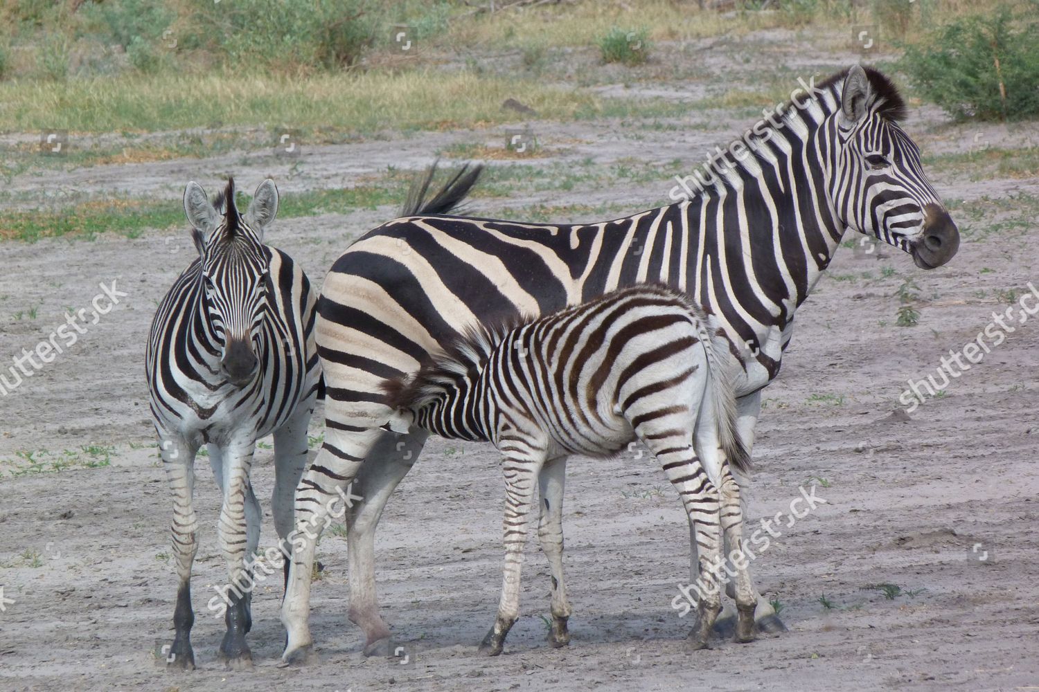 Common Zebra Equus Quagga Adult Female Editorial Stock Photo - Stock ...