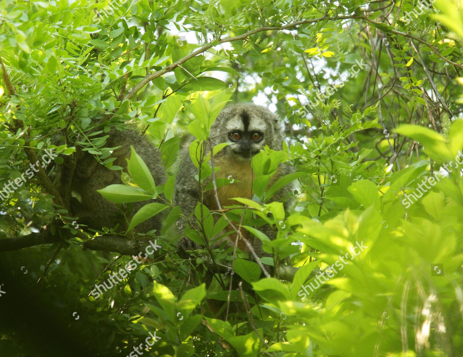 Azaras Night Monkey Aotus Azarae Adult Editorial Stock Photo - Stock ...