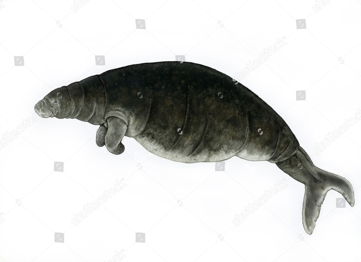 Stellers Sea Cow Hydrodamalis Gigas Extinct Editorial Stock Photo ...