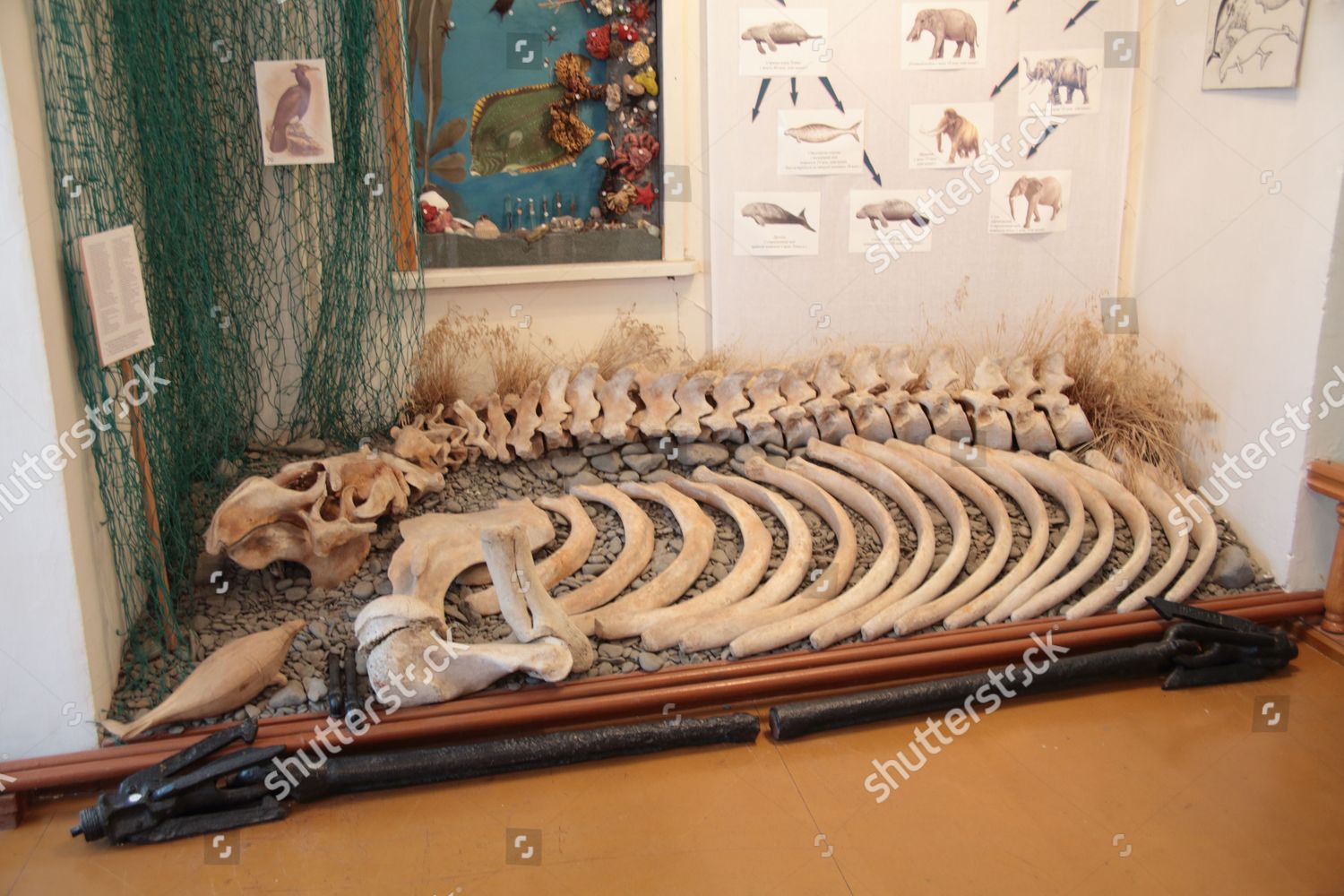 Stellers Sea Cow Hydrodamalis Gigas Extinct Editorial Stock Photo ...
