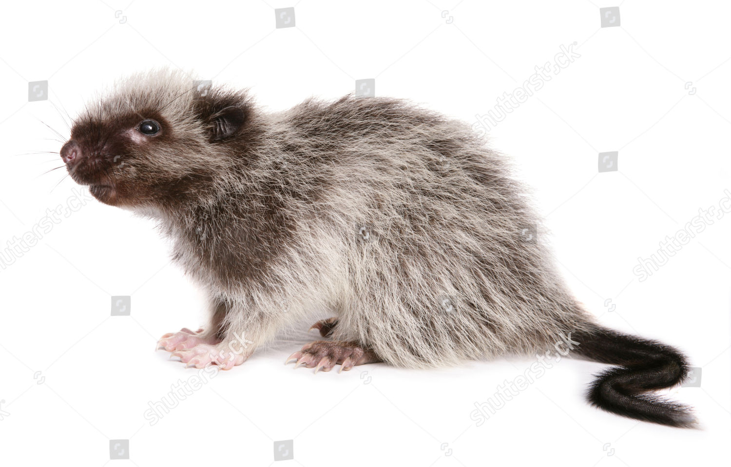 Northern Luzon Giant Cloud Rat Phloeomys Editorial Stock Photo - Stock ...