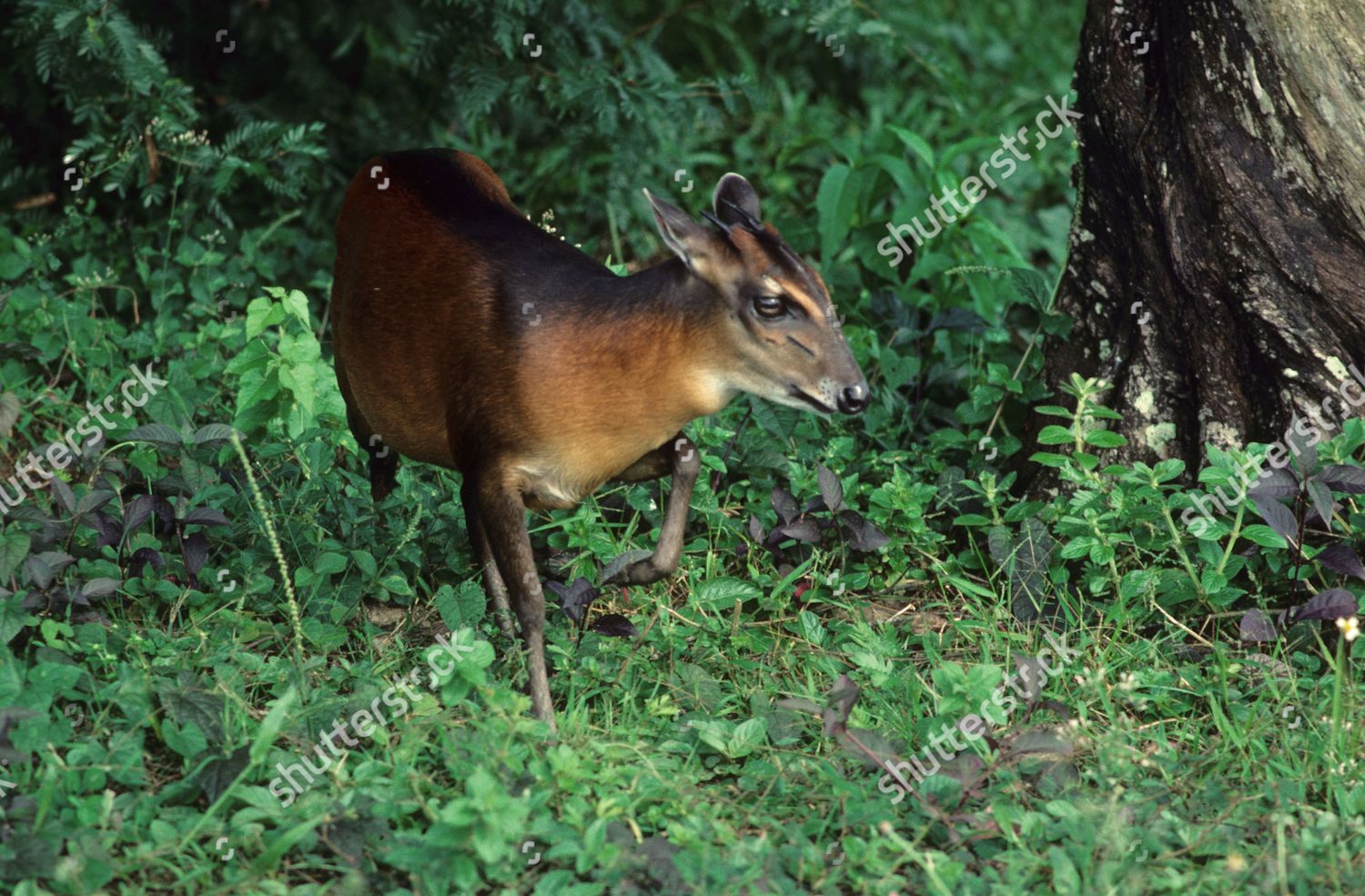Bay Duiker Cephalophus Dorsalis Adult Walking Editorial Stock Photo ...