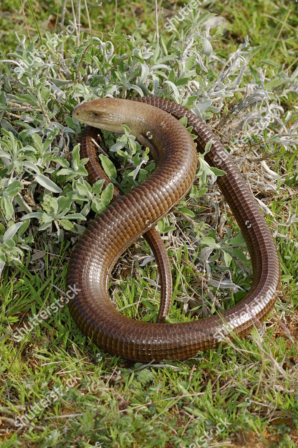 European Glass Lizard Ophisaurus Apodus Adult Editorial Stock Photo ...
