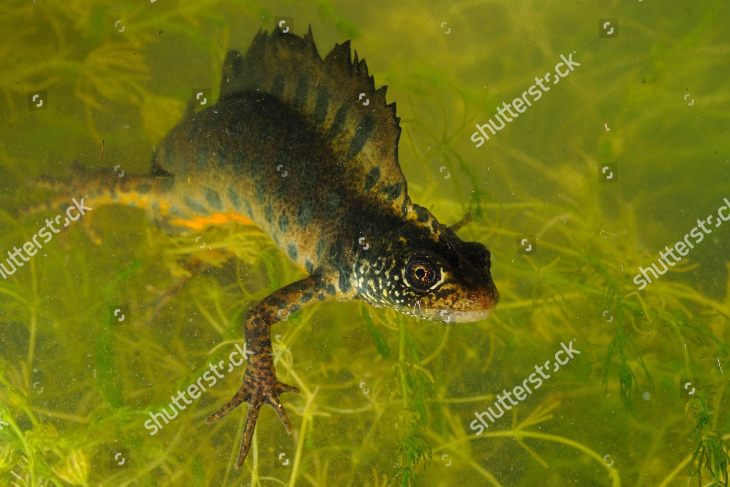Italian Crested Newt Triturus Carnifex Adult Editorial Stock Photo ...