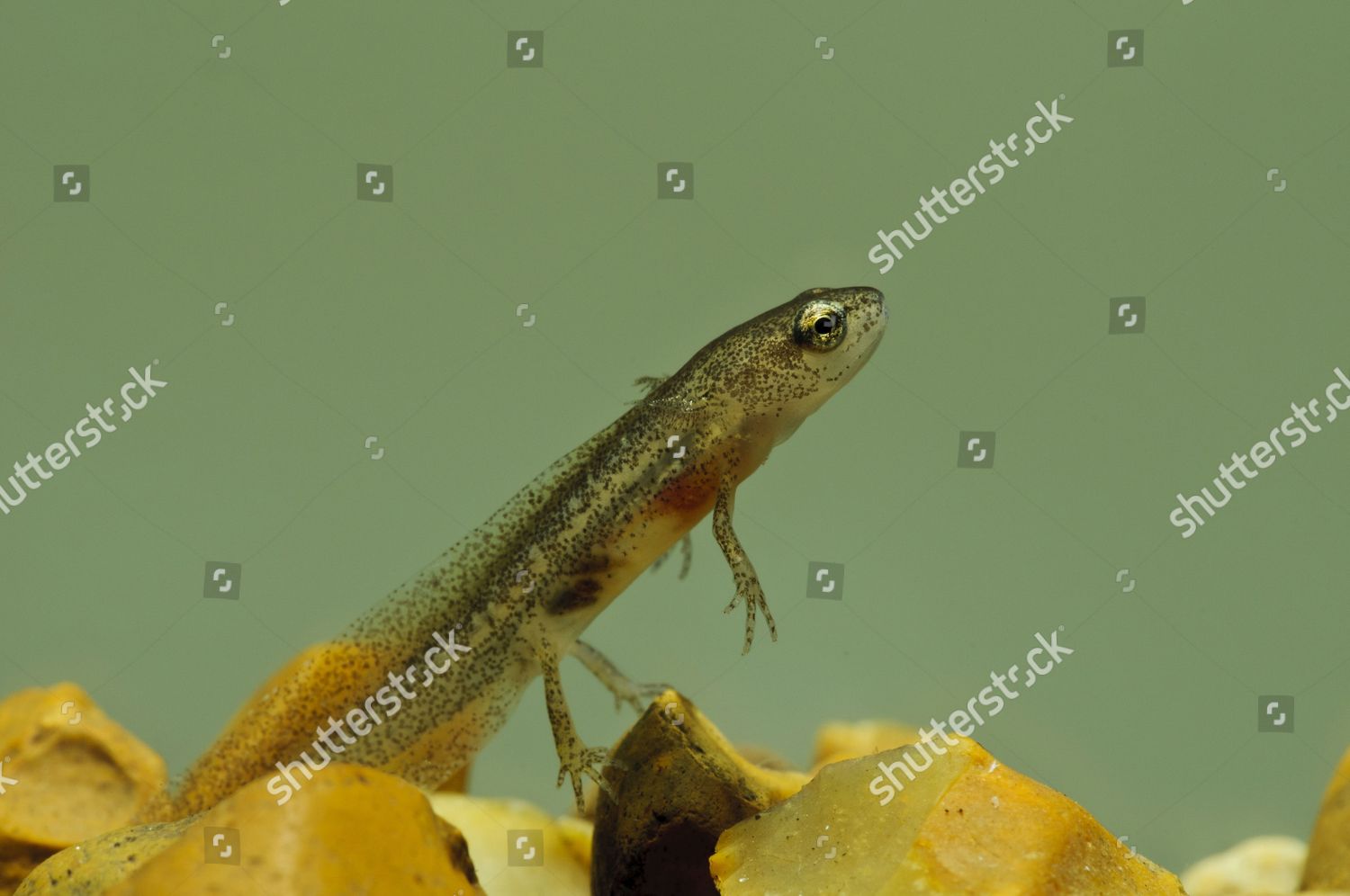 Palmate Newt Lissotriton Helveticus Larva Resting Editorial Stock Photo ...