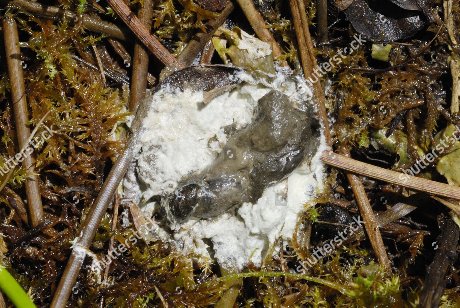 Grass Snake Natrix Natrix Faeces Parc Editorial Stock Photo - Stock ...