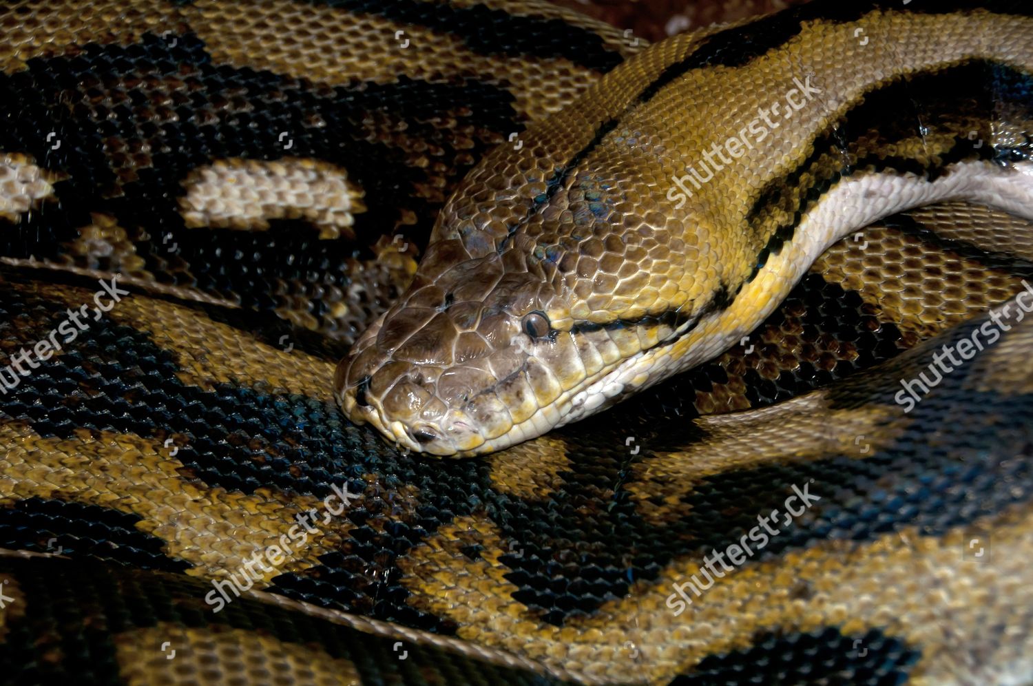 Reticulated Python Python Reticulatus Adult Head Editorial Stock Photo ...