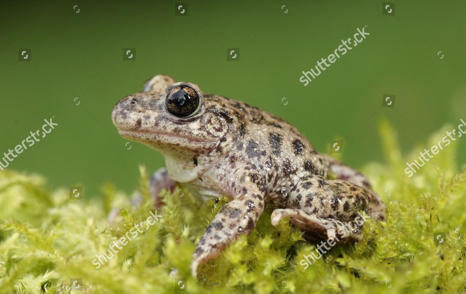 Common Midwife Toad Alytes Obstetricans Introduced Editorial Stock ...