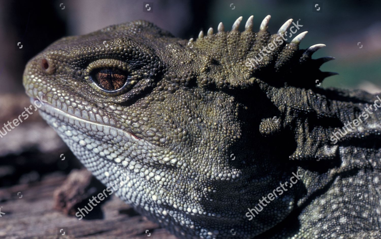 Tuatara Sphenodon Punctatus Closeup Head Editorial Stock Photo - Stock ...