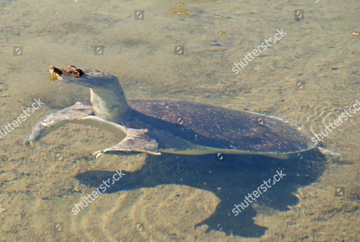 Spiny Softshell Turtle Apalone Spinifera Adult Editorial Stock Photo ...