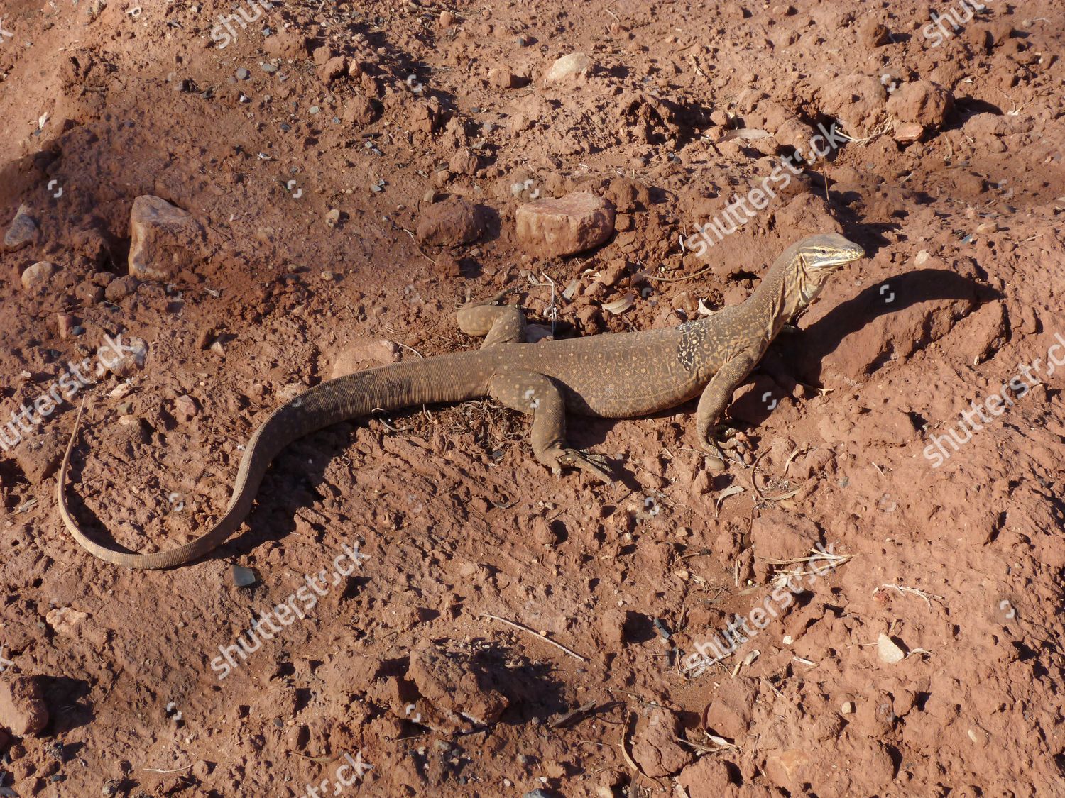 Yellowspotted Monitor Varanus Panoptes Adult Standing Editorial Stock ...