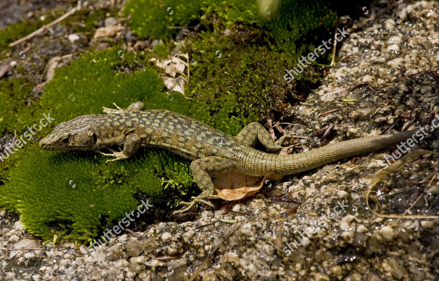 Bedriagas Rock Lizard Archaeolacerta Bedriagae Adult Editorial Stock ...
