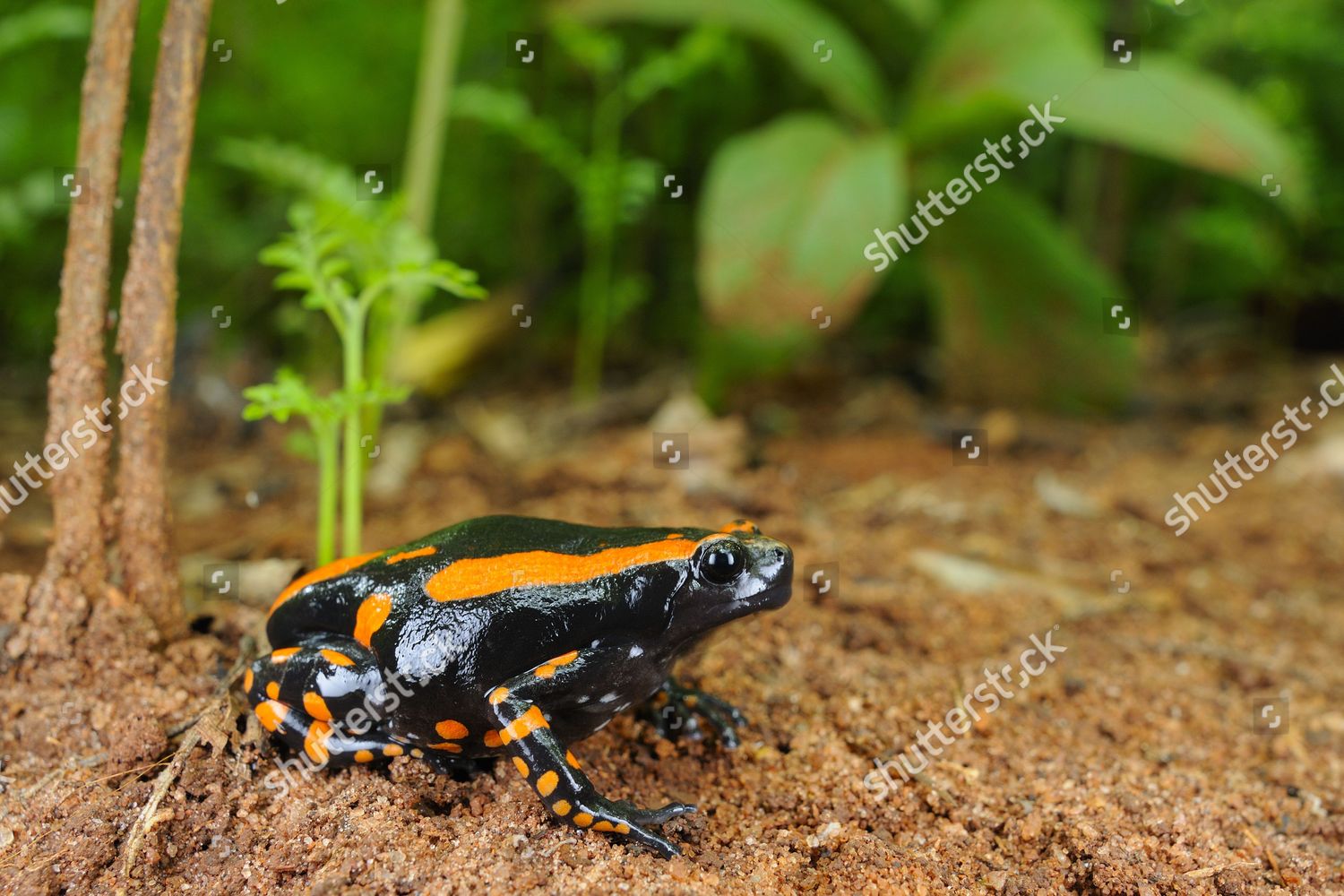 Banded Rubber Frog Phrynomantis Bifasciatus Adult Editorial Stock Photo ...
