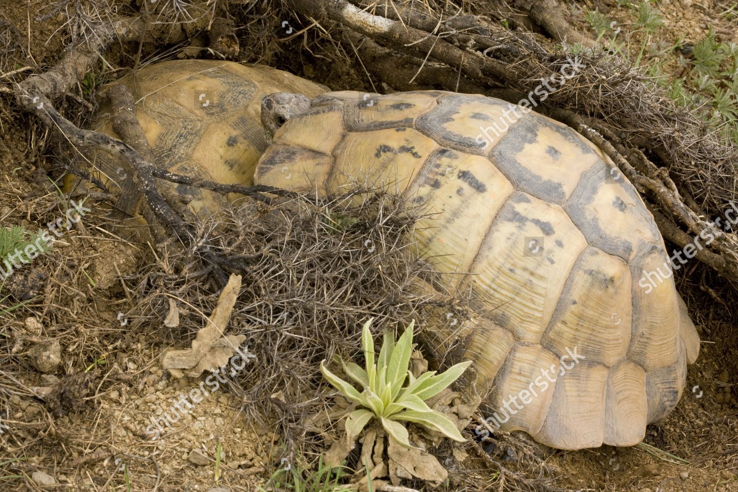Marginated Tortoise Testudo Marginata Adult Pair Editorial Stock Photo ...