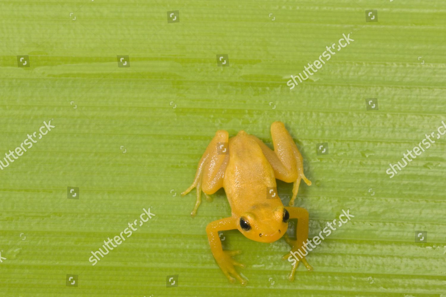 Golden Poison Dart Frog Colostethus Beebei Editorial Stock Photo ...