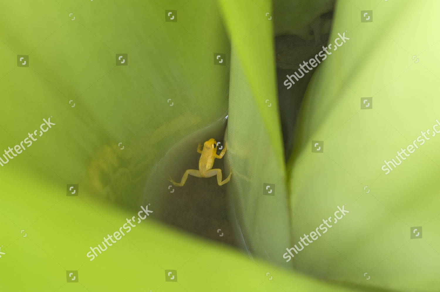 Golden Poison Dart Frog Colostethus Beebei Editorial Stock Photo ...