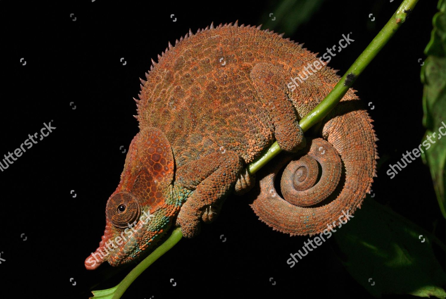 Cryptic Chameleon Calumma Crypticum Adult Male Editorial Stock Photo ...