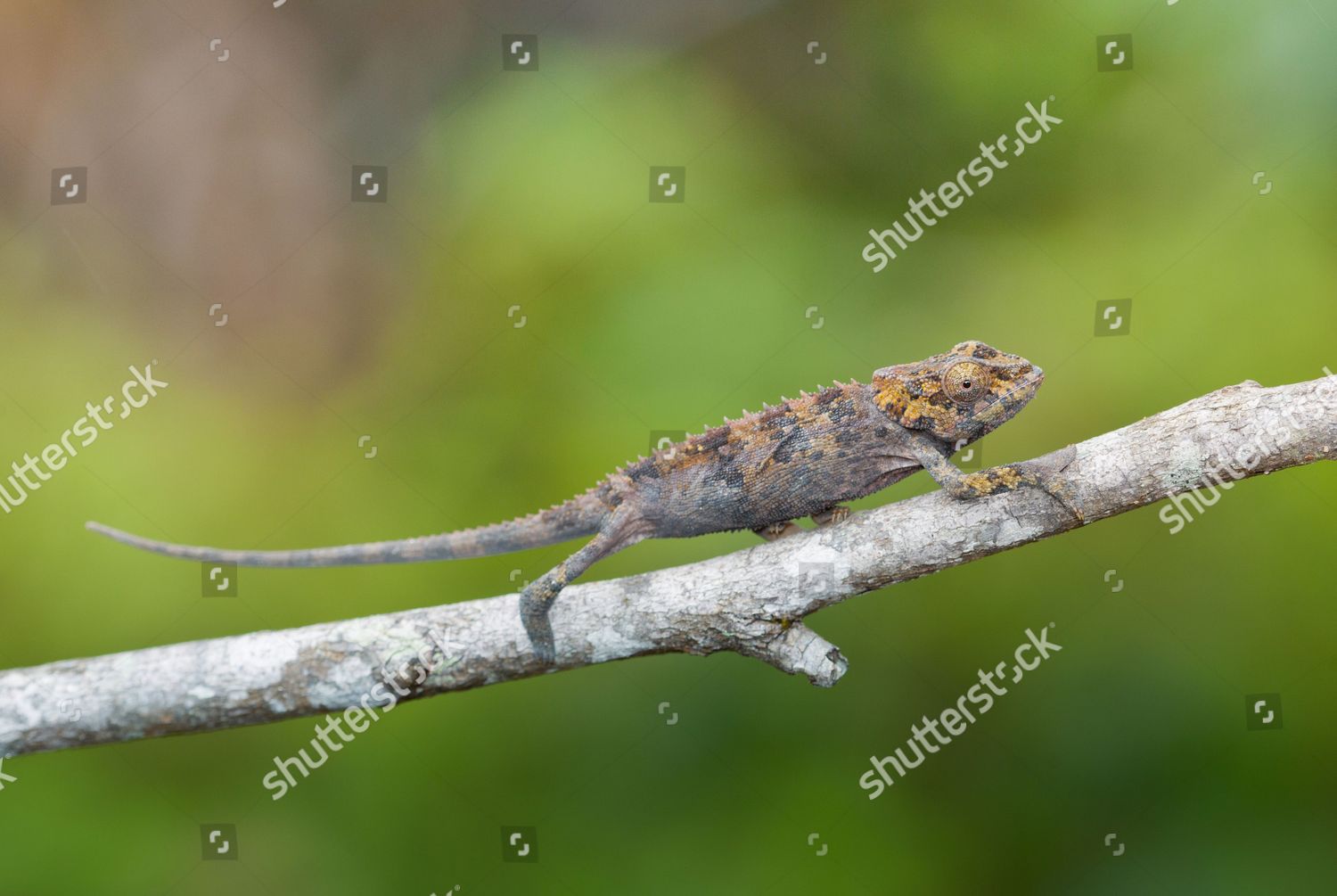 Cryptic Chameleon Calumma Crypticum Immature Climbing Editorial Stock ...