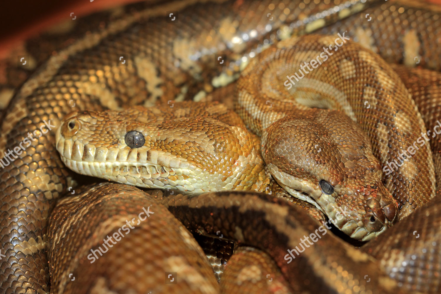 Bredls Carpet Python Morelia Bredli Two Editorial Stock Photo - Stock ...
