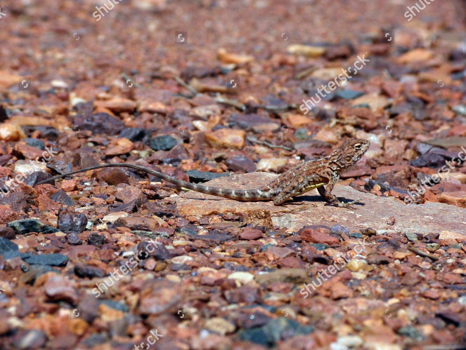 Pebble Dragon Tympanocryptis Cephalus Adult Standing Editorial Stock ...