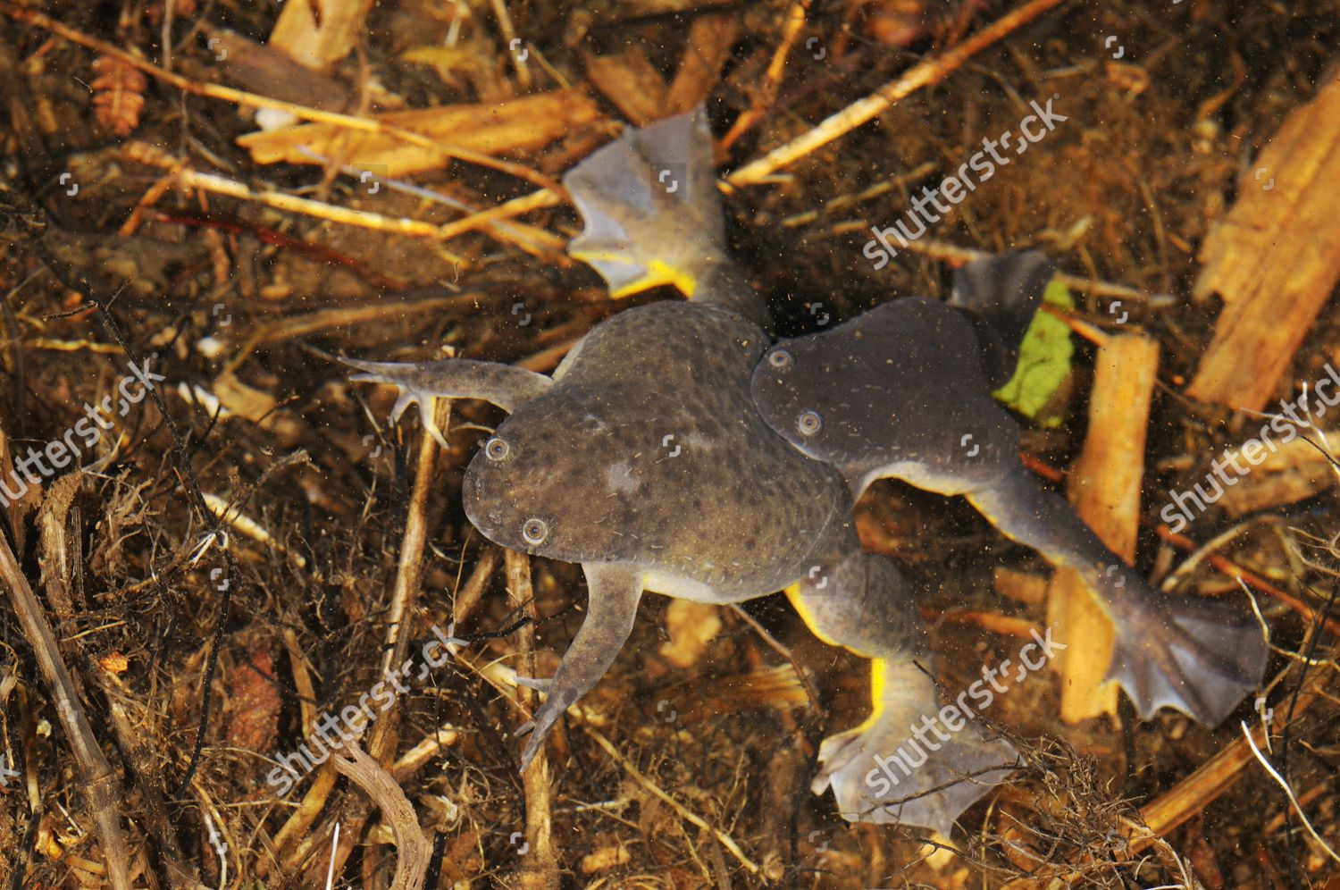 De Wittes Clawed Frog Xenopus Wittei Editorial Stock Photo - Stock ...