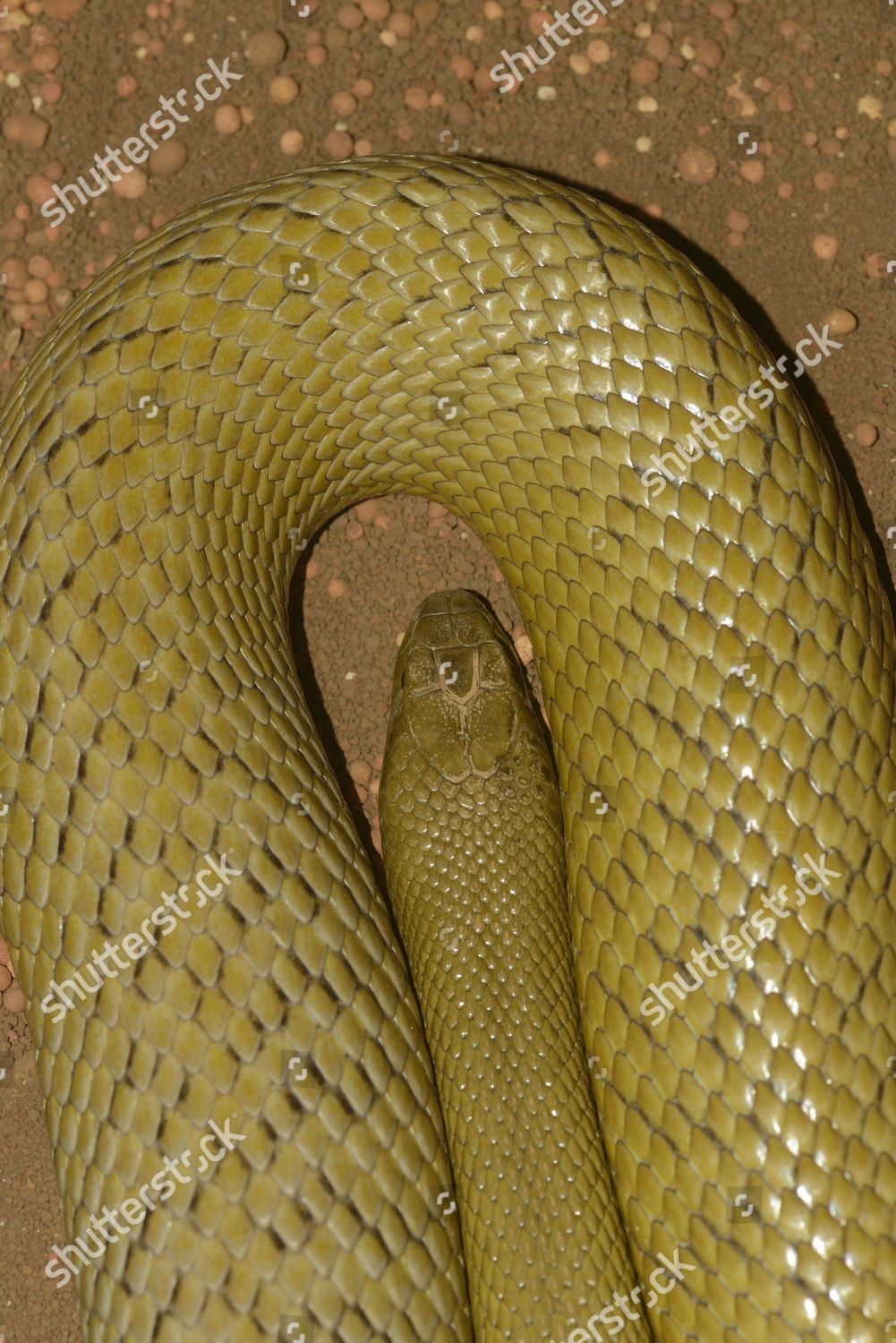 INLAND TAIPAN OXYURANUS MICROLEPIDOTUS WORLD'S MOST Editorial Stock ...