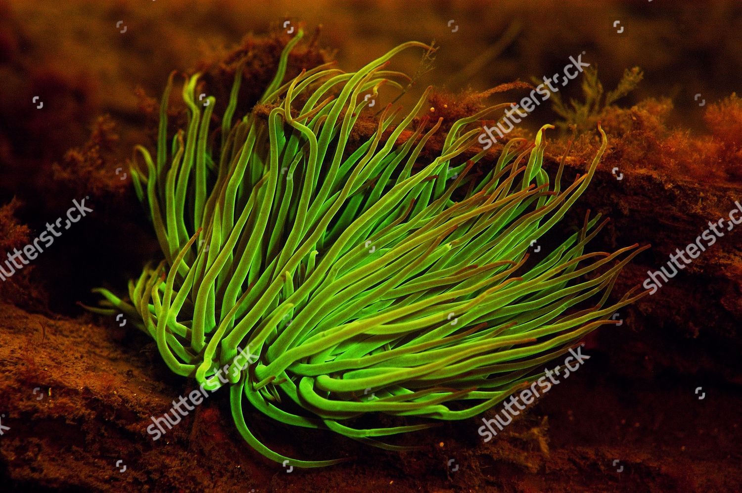 Snakelocks Anemone Anemonia Viridis Adult Showing Editorial Stock Photo ...