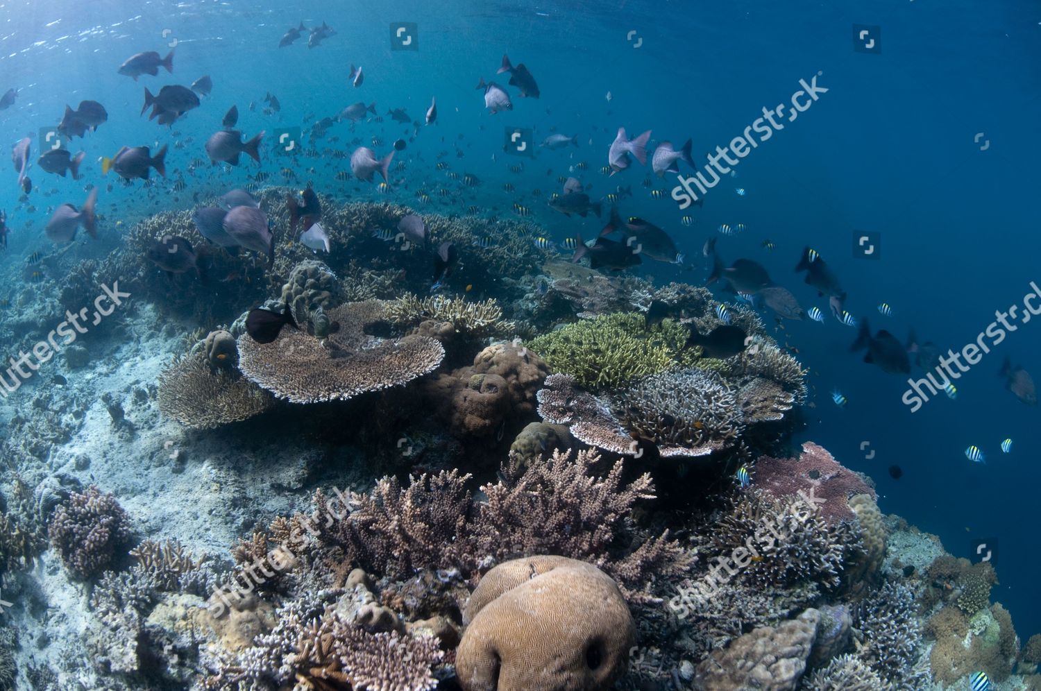 Coral Reef Habitat Fish Edge Reef Editorial Stock Photo - Stock Image ...