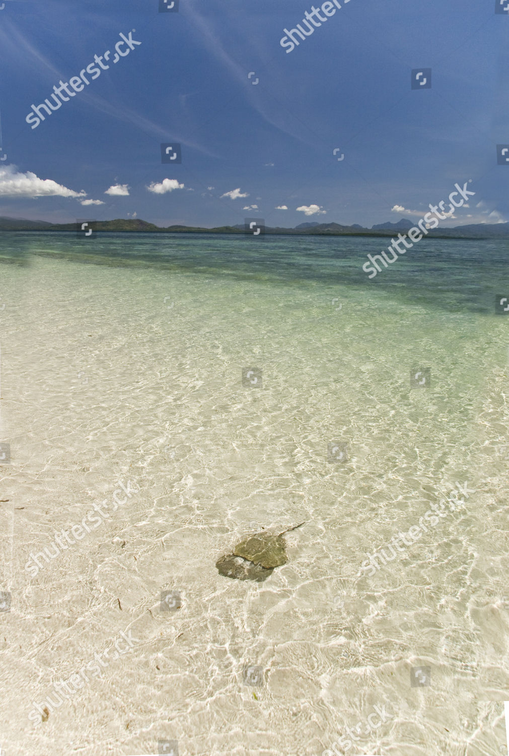 Mangrove Horseshoe Crab Carcinoscorpius Rotundicauda Adult Editorial ...