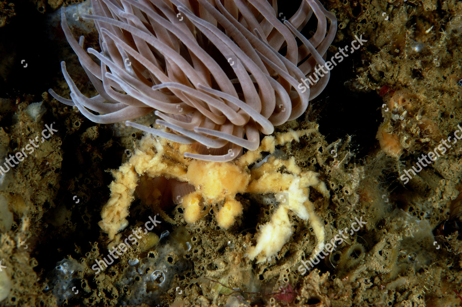 Longlegged Spider Crab Inachus Phalangium Adult Editorial Stock Photo ...