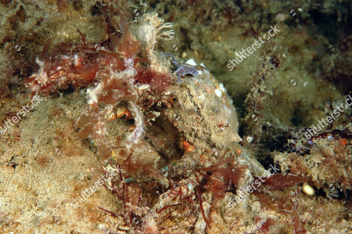 Spider Crab Pisa Tetraodon Adult On Editorial Stock Photo - Stock Image ...