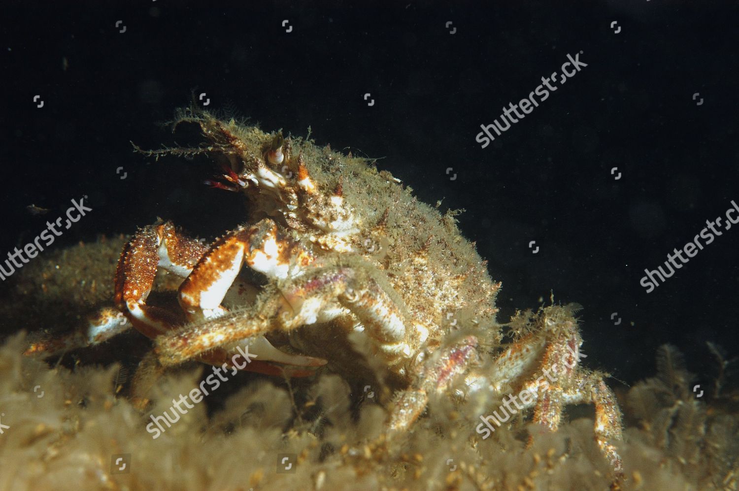 Spiny Spider Crab Maia Squinado Adult Editorial Stock Photo - Stock ...