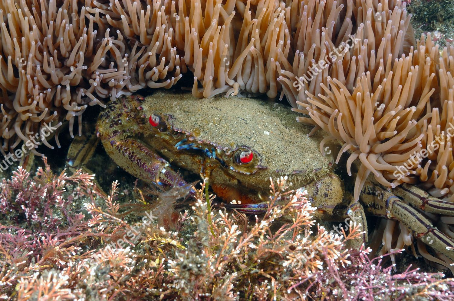 Velvet Swimming Crab Necora Puber Adult Editorial Stock Photo - Stock ...