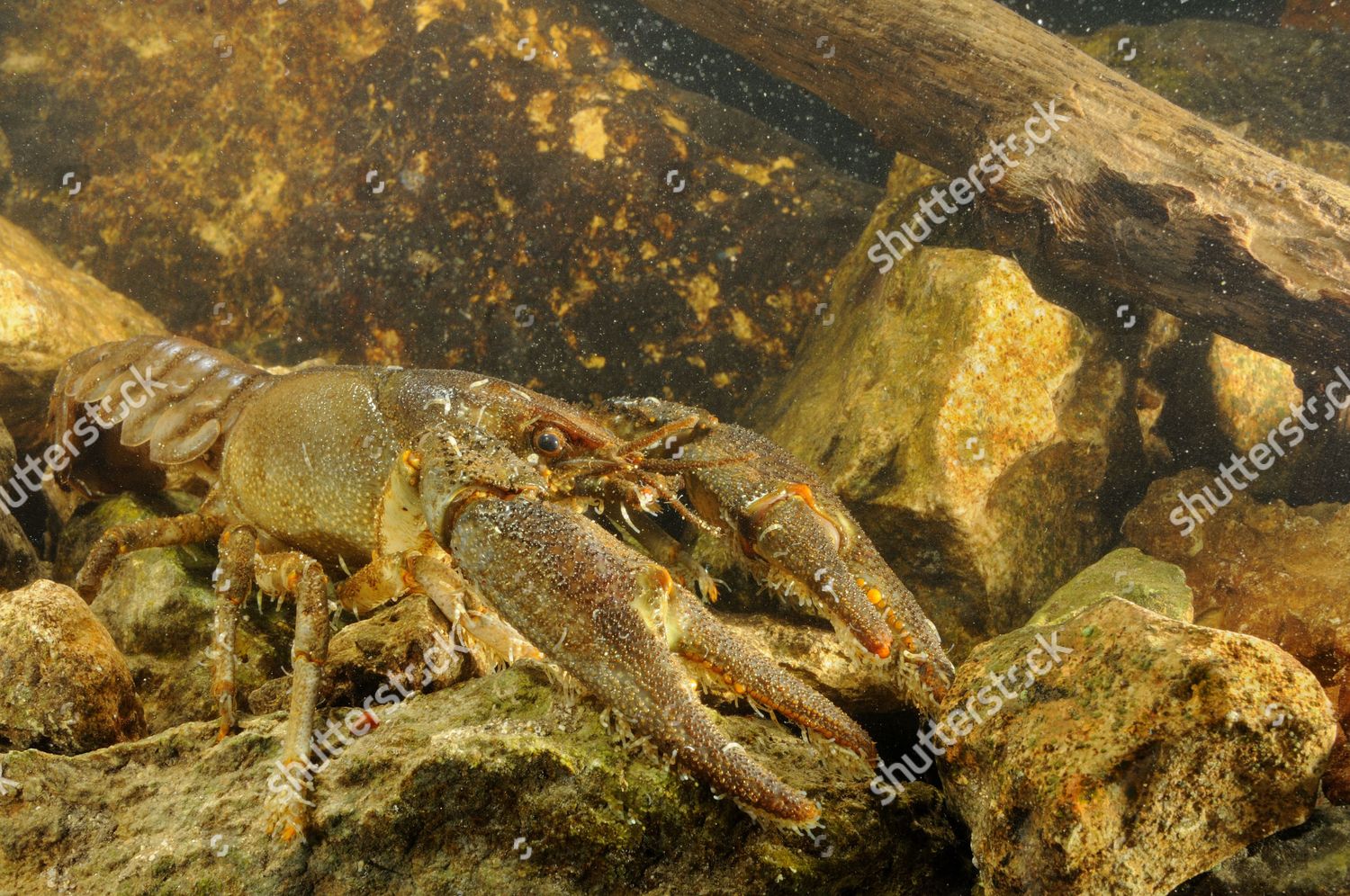 Whiteclawed Freshwater Crayfish Austropotamobius Italicus Adult ...