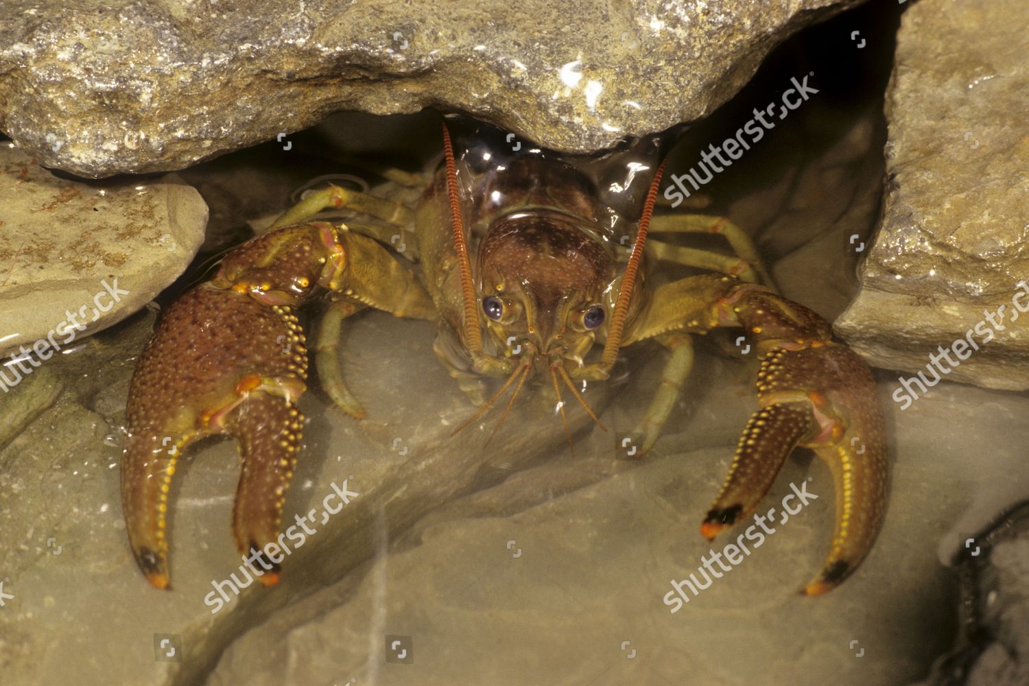 RUSTY CRAYFISH ORCONECTES RUSTICUS ADULT ROCKY Editorial Stock Photo ...